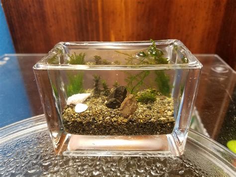 Pico Nano Not A Banan O Will Add Scuds Soon Raquarium