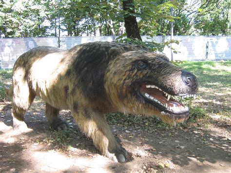 Andrewsarchus Mongoliensis Tajemniczy Olbrzym