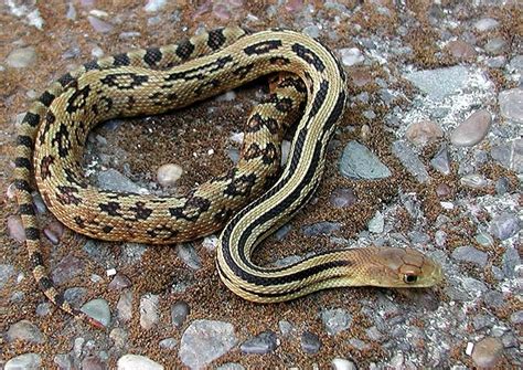 Pituophis Lineaticollis Lineaticollis Serpent Taureau Cincuate Scales