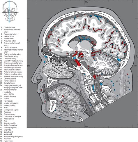 4 Sagittal Sections Radiology Key