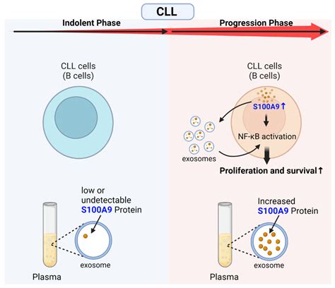 Ijms Free Full Text S100a8 And S100a9 In Hematologic Malignancies From Development To Therapy