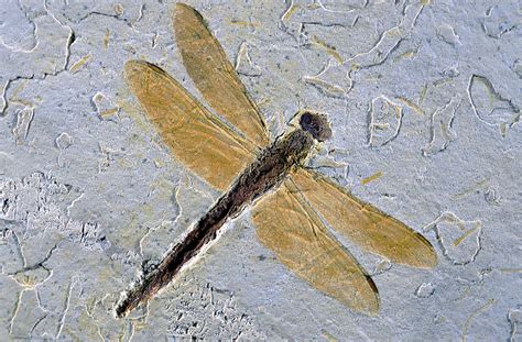Dragonfly Fossil Stock Image C0285454 Science Photo Library