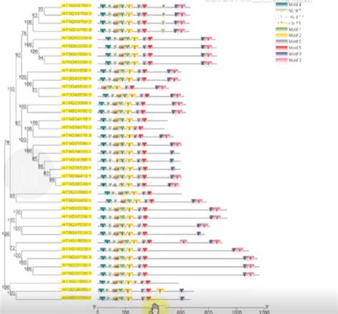 Tbtools基因家族分析详细教程 3 基因家族成员的进化分析1 腾讯云开发者社区 腾讯云