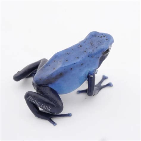 Dendrobates Tinctorius Azureus Wattley Line Tinc Tank
