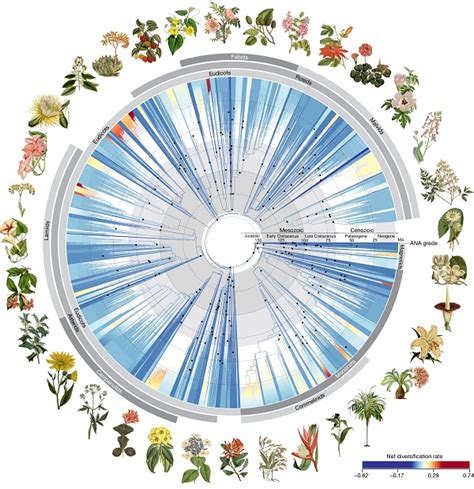 Phylogenomic Insights Into Angiosperm Evolution Plantae