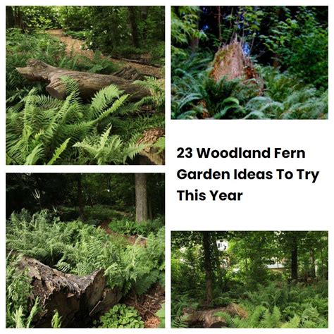 Woodland Fern Garden Ideas To Try This Year SharonSable