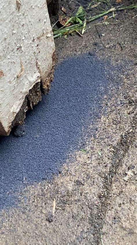 Small Bug Swarm Rwhatbugisthis