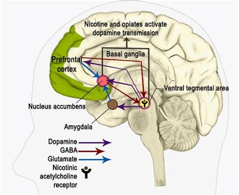 Nucleus Accumbens Limbic System