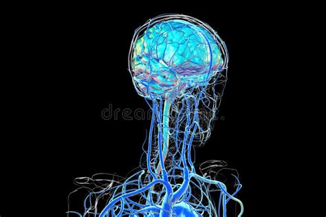 Brain Veins 3d Illustration Stock Illustration Illustration Of