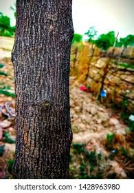 Tree Portrait Mode Hd Wallpaper Stock Photo 1428963980 Shutterstock