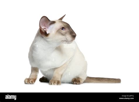 Look Glancing See View Looking Peeking Looking At Nose Put Sitting Sit