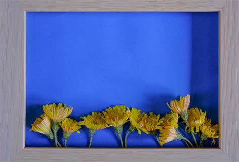 노란색 야생화가 파란색 배경에 나무 그림 프레임 내부클로즈업 맨 위 보기입니다 공간을 복사합니다 플로럴 모형 0명에 대한 스톡 사진 및 기타 이미지 Istock