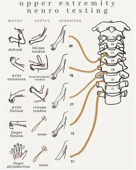 Upper Extremity Neuro Testing Medizzy