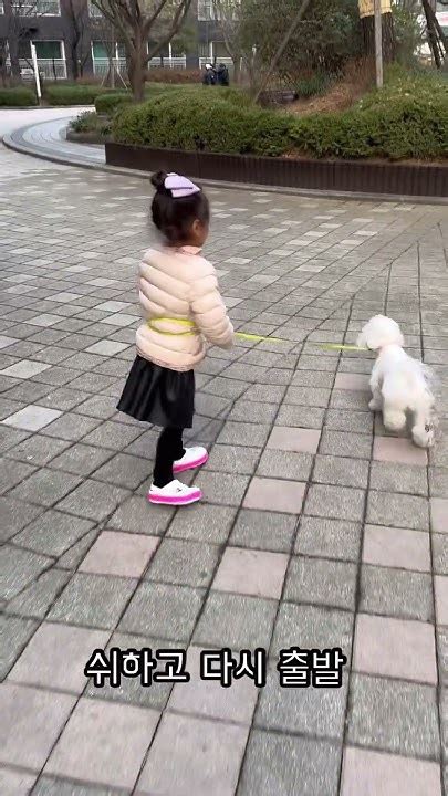 누나 잘 오나 확인하는 찰떡이 반려견 Youtube