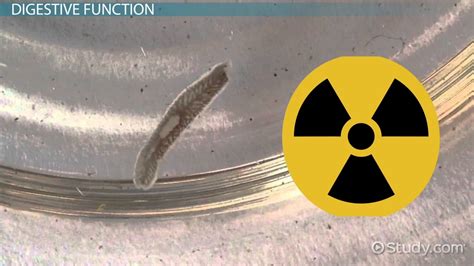 Planaria Digestive System Video