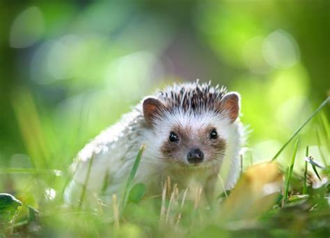 Hedgehog Care Sheet Petmd