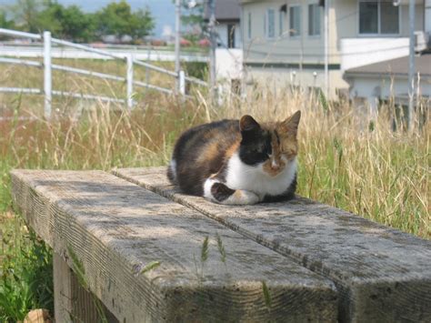 寝転ぶベンチ 環藝録