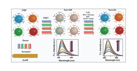 Förster Resonance Energy Transfer Between Multicolor Emissive N Doped Carbon Quantum Dots And