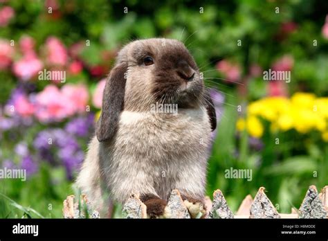 Mini Lop Adulto Dwarf Incredible Cheapest Fantastic Lop High
