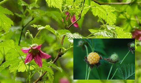 Rubus Salmonberry Thimbleberry Portland Nursery
