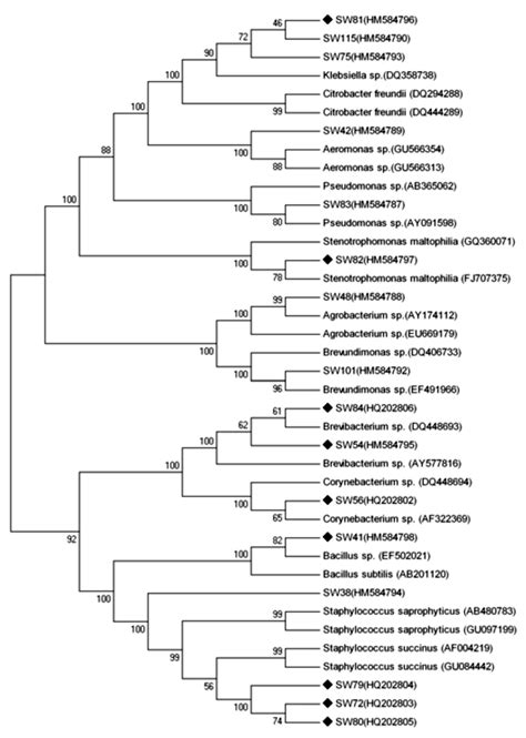 Isolation And Characterization Of Lipase Producing Bacteria In The Intestine Of The Silkworm
