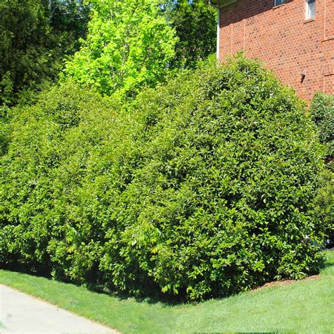 How To Trim A Ligustrum Shrub At Joshua William Blog
