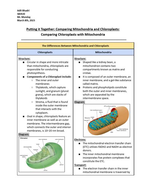 Putting It Together Comparing Chloroplasts With Mitochondria Pdf