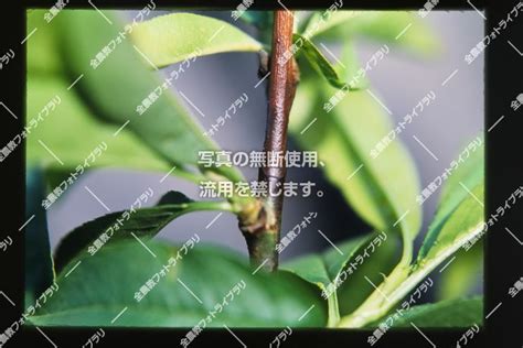 モモせん孔細菌病 全農教フォトライブラリ