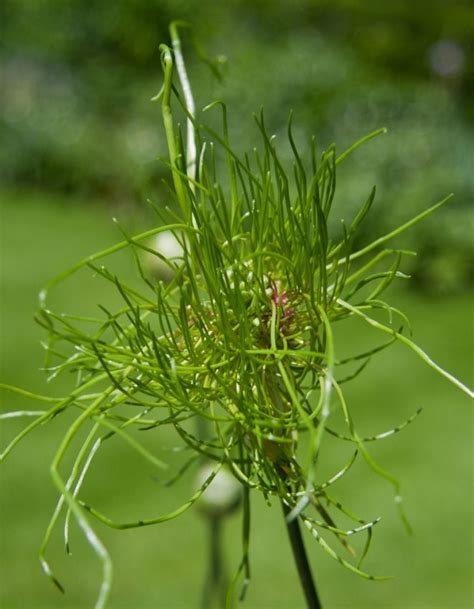 Buy Allium Hair Flower Bulbs Online Green Garden Flower Bulbs