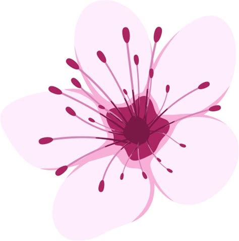 Sakura Cherry Flower Sketch In Engraved Style Vector Image