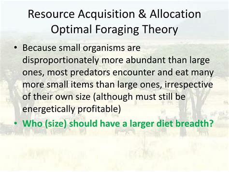 Ppt Resource Acquisition And Allocation Optimal Foraging Theory Powerpoint Presentation Id 1096927