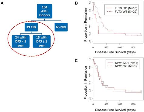 Association Of Flt3 Itd And Npm1 Mutation With Dfs A Patient Cohort