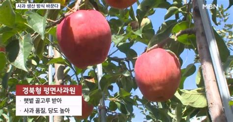 노동력 절감·생산량 2배 증가…사과 평면으로 수확