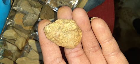 Fossil Tooth Identification Please Fossil Id The Fossil Forum