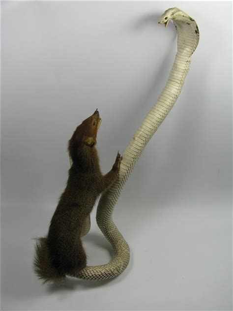 Lot Taxidermy Fighting Cobra And Mongoose