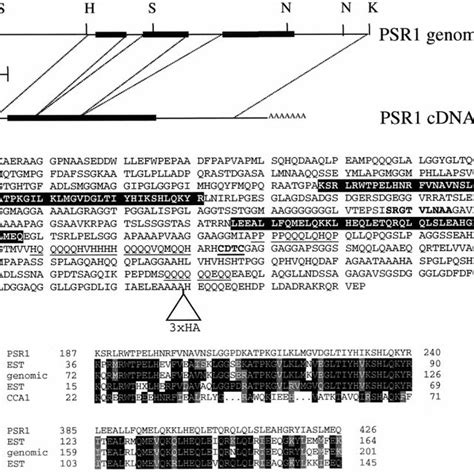 Psr1 Gene Structure And Sequence A Structure Of Psr1 Cdna And Download Scientific Diagram