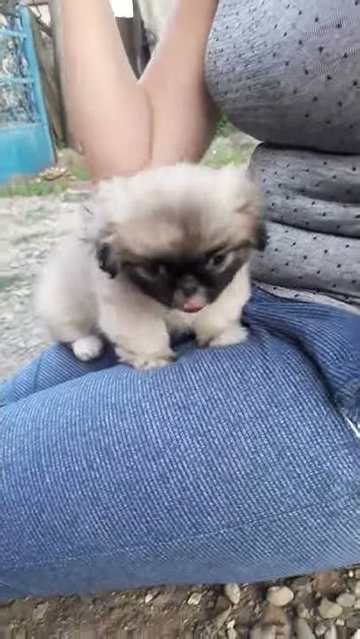 პაწაწინა და მხიარული Youtube