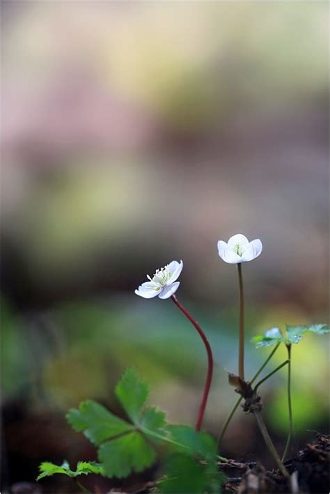 バイカオウレン 梅花黄蓮 野草風薫