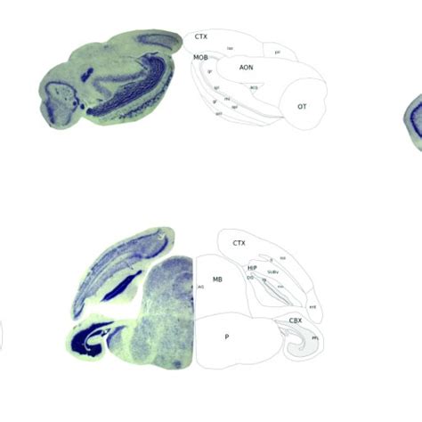 Representative Histological Brain Sections With Outlines Of The Brain Download Scientific