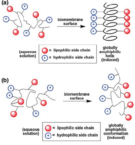 A Hypothesis Explaining The Activity Of Many Host Defense Peptides