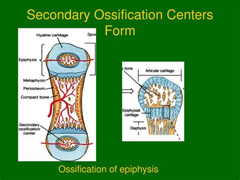 Ppt Skeletal System Powerpoint Presentation Free Download Id 466529
