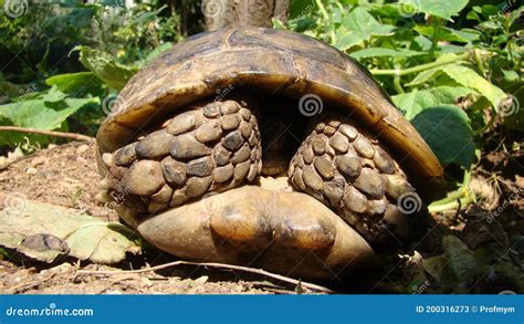 Tortoise Close Up Tortoise Hiding In Shell In Nature Turtle Turtle Looking Forward A