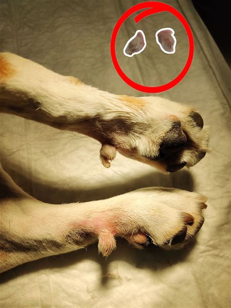 Onychectomy Dewclaws Removal Dr Rehman Baig