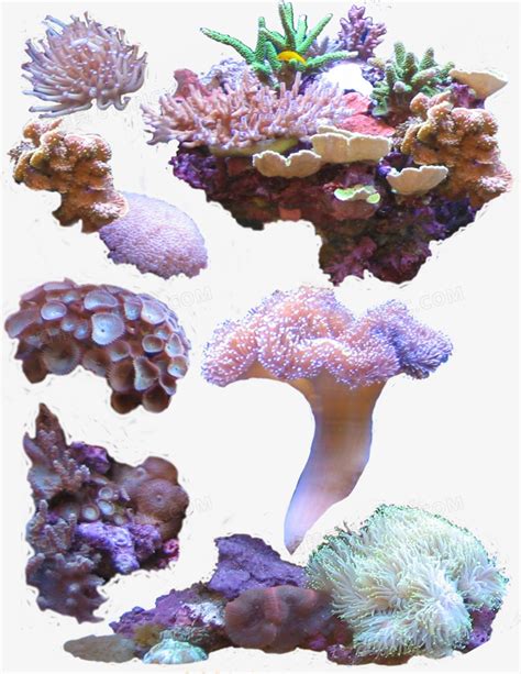 海底珊瑚植物图片免费下载 PNG素材 编号18mikl47v 图精灵