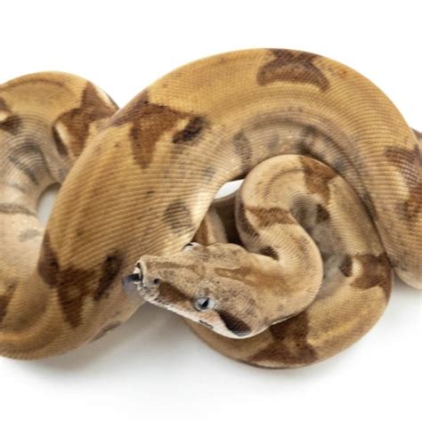 How To Use Boa Zelle CARDINVITATIONJUI