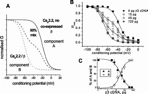 Effect Of β 3 Subunit Coexpression On Steady State Inactivation Of Ca V