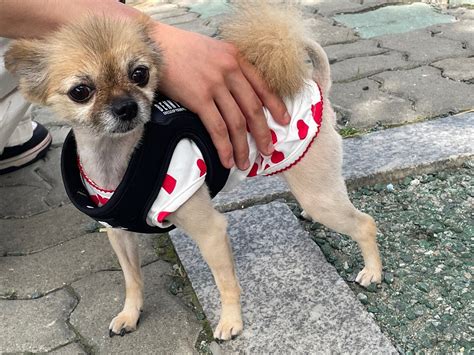 포메라니안 뽀뽀 토이브리티쉬숏헤어입양 토이스코티쉬폴드입양 토이러시안블루입양 토이강아지입양 토이고양이입양 오드아이먼치킨무료분양 오드아이랙돌무료분양 오드아이브리티쉬숏헤어무료분양