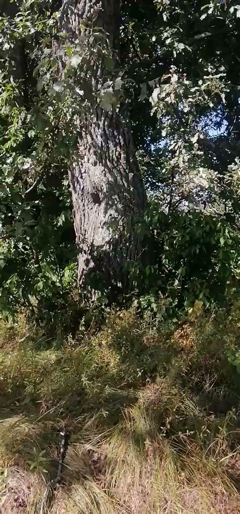 شجرة بلوط ضخمة Huge Oak Tree Youtube