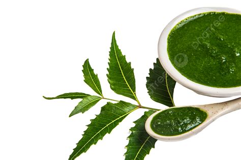 Neem Remedy Fresh Neem Leaves With Neem Paste On Spoon And Plate Against White Background