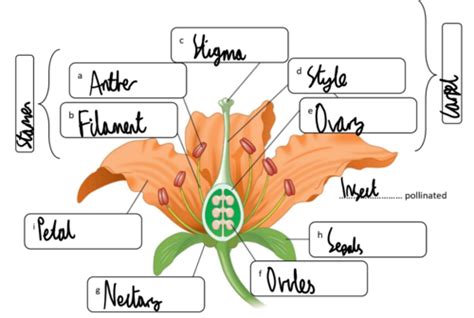 Reproduction Flowering Plants Flashcards Quizlet